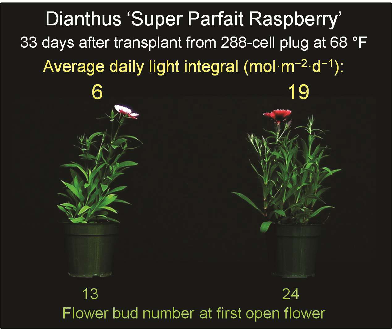Ready Research Results: Daily Light Integral & Flowering Of Annuals ...
