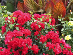 Exceptionally Floriferous - Greenhouse Grower