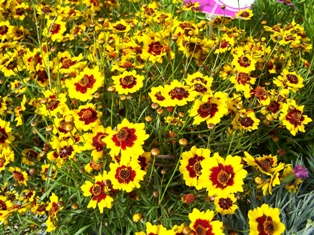 Coloropsis Coreopsis - Greenhouse Grower