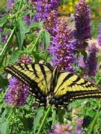 Agastache 'Blue Blazes' From High Country Gardens - Greenhouse Grower