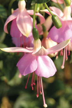 Tips For Producing Fuchsias - Greenhouse Grower
