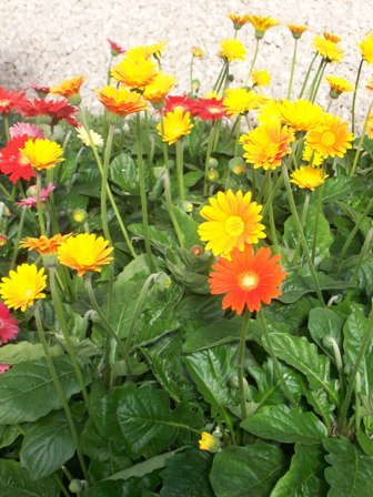 Garvinea Perennial Gerberas Touted For Disease Resistance - Greenhouse ...