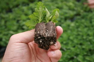 A New Way To Grow Combos - Greenhouse Grower