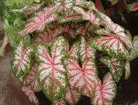 'Tapestry': A New Caladium From GCREC - Greenhouse Grower