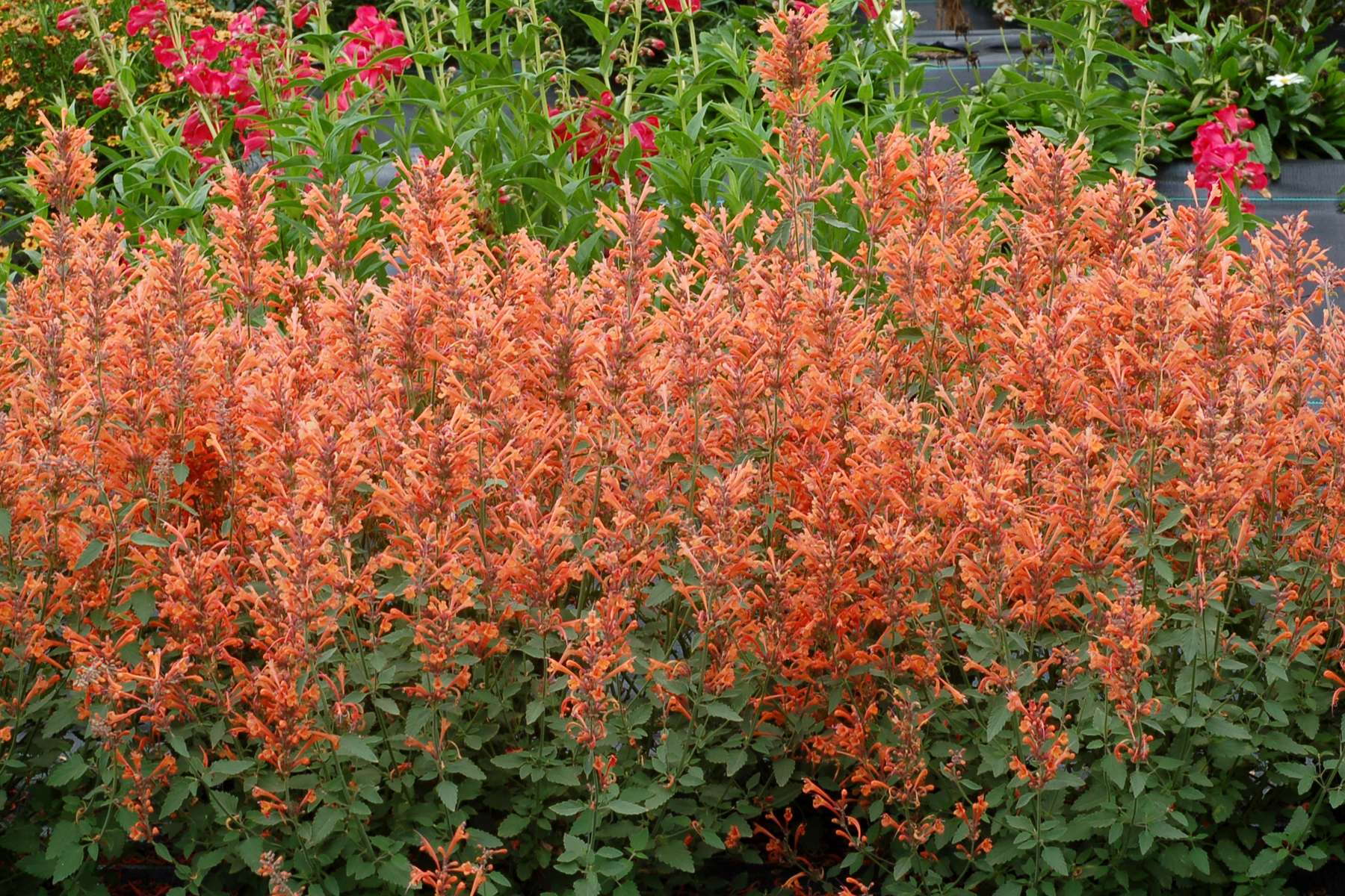 Terra Nova To Display 100-Cell Liner Perennials At California Spring ...