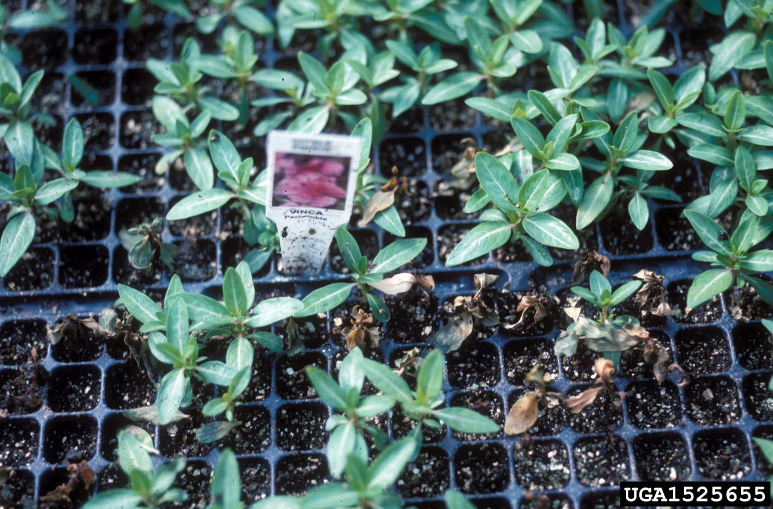 USDA Allocates $70 Million for Invasive Pest and Disease Research ...