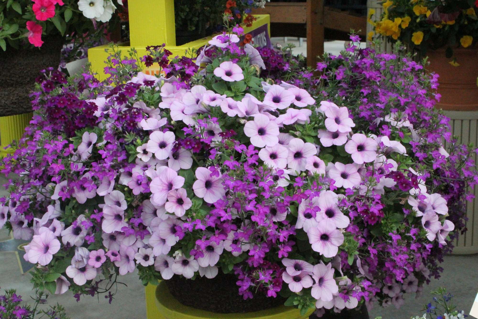 Proven Winners' New Superbells, Syngenta's Improving Kwik Kombos And ...