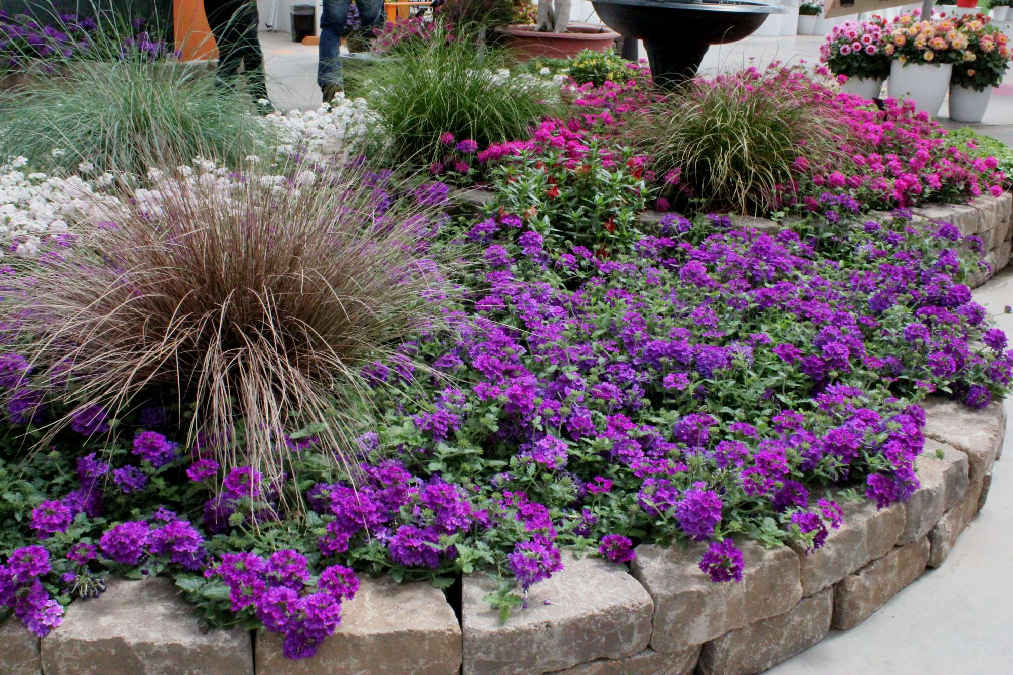 Verbena Verbena: How To Grow And Care With Success