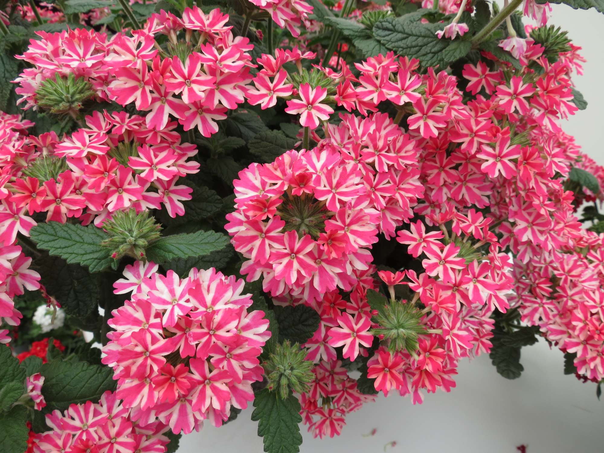 5 Verbenas You Can't Do Without - Greenhouse Grower