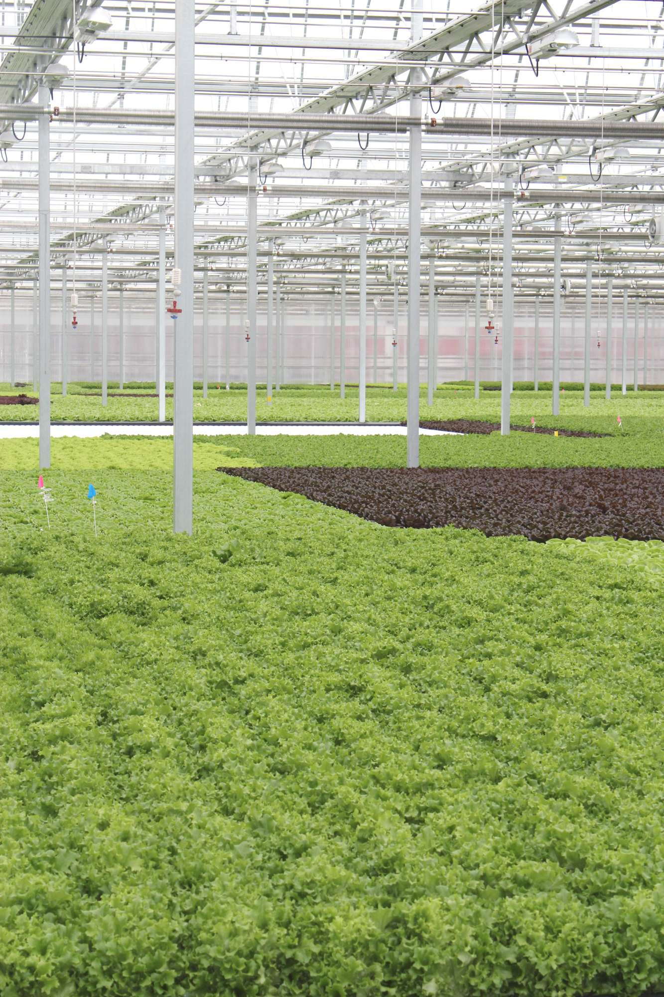 Green City Growers Is Largest Urban Food Co-op In U.S. - Greenhouse Grower