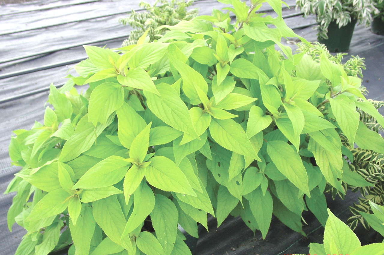 Increase Spring Sales With Multi-purpose Herbs - Greenhouse Grower
