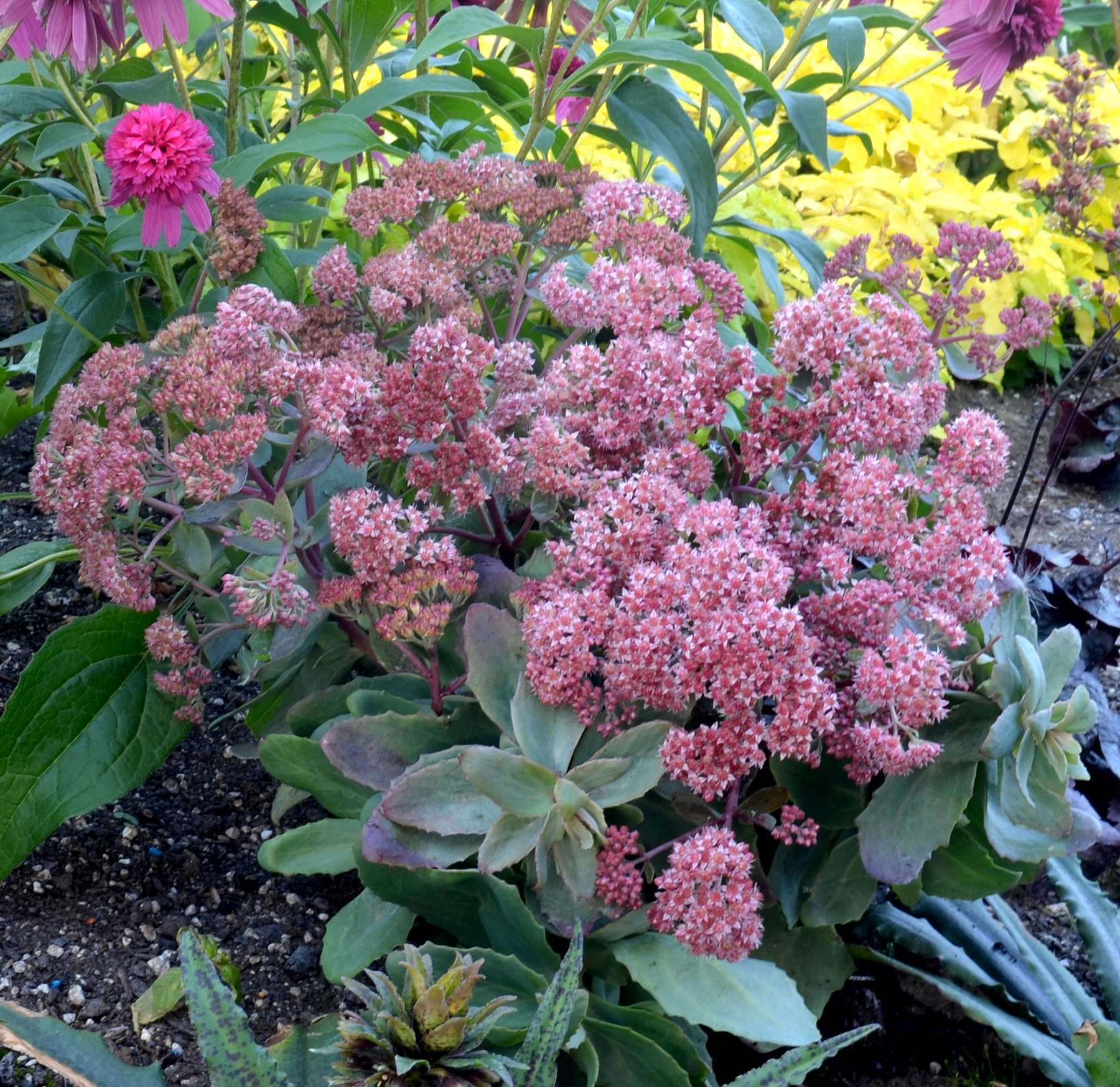 Terra Nova Nurseries Announces New Sedum Touchdown Collection ...