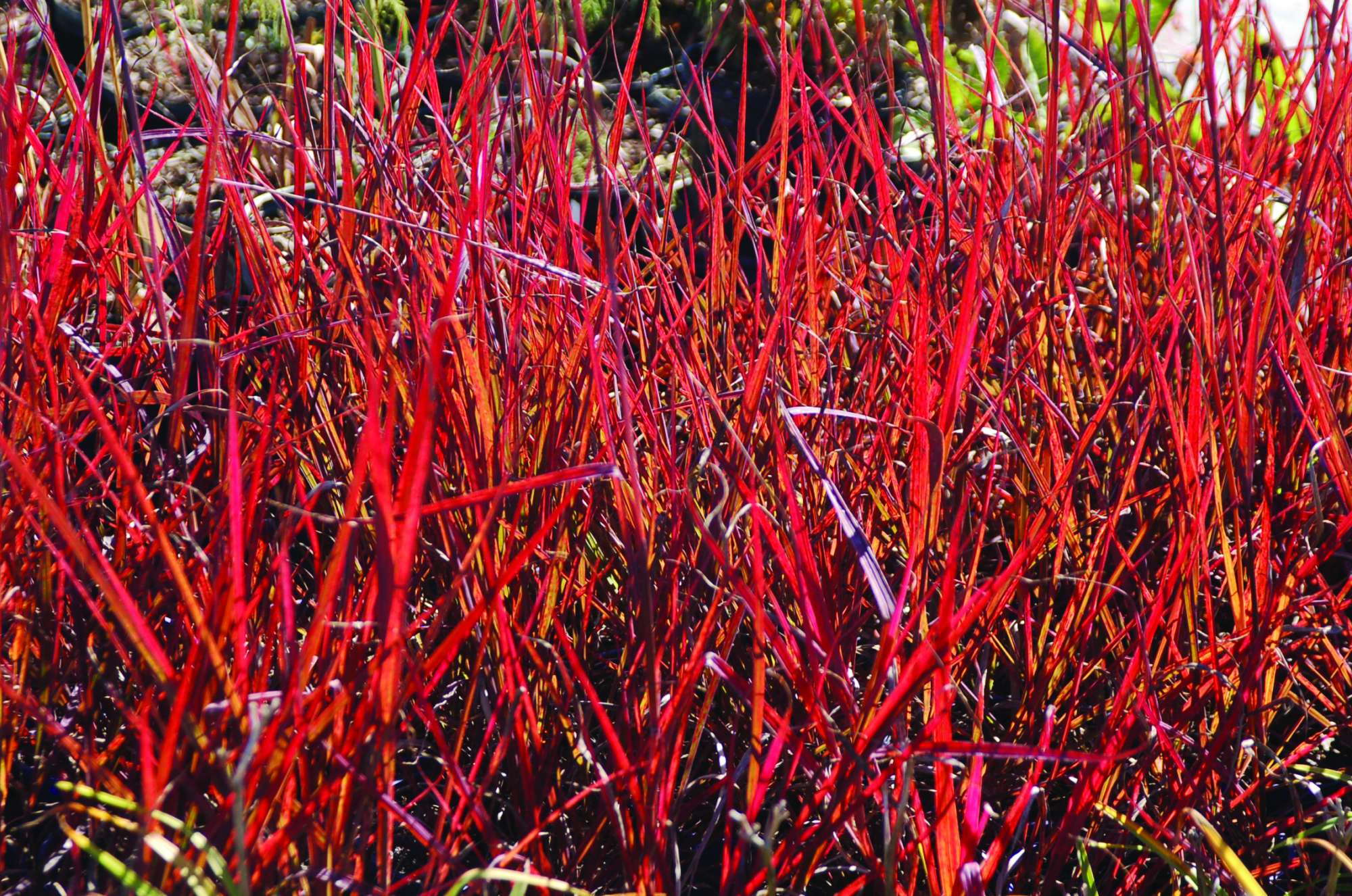 Red Stems And Red Flowers Make Andropogon 'Red October' A Hot Grass For ...