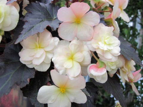 Begonia ‘Silhouette Lemon Rose’ Doubles The Bloom Of Traditional Non ...