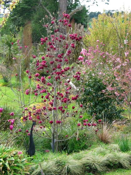 Magnolia 'Genie' Is New Small Cultivar From PlantHaven - Greenhouse Grower