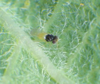 4 Beneficial Insects And Fungi You Need To Know For Greenhouse Whitefly ...
