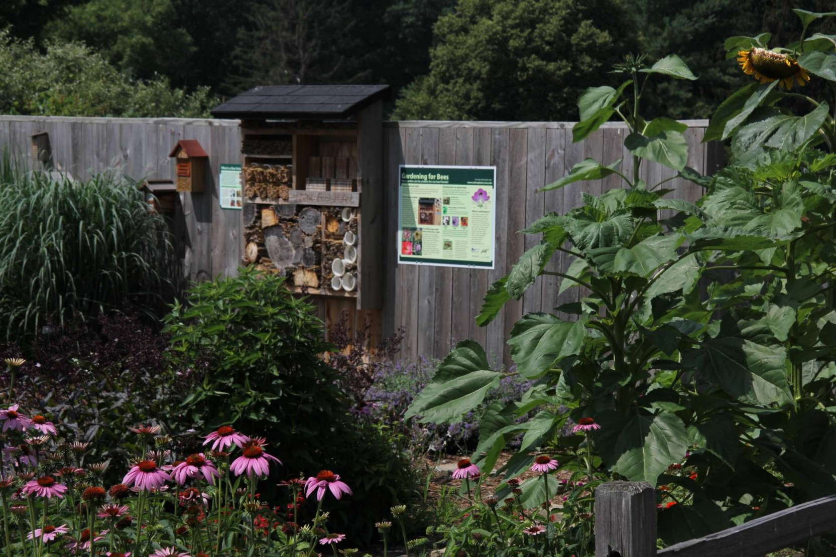 Native Bees And Their Conservation On Farmland - Greenhouse Grower