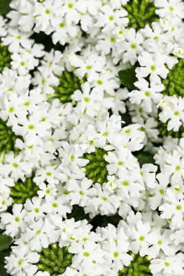 Three New Verbena Superbena Introductions From Proven Winners ...
