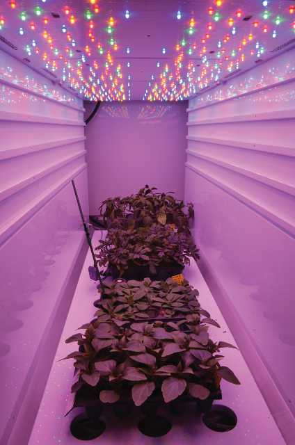 MSU Researches Growing Seedlings Under LEDs - Greenhouse Grower