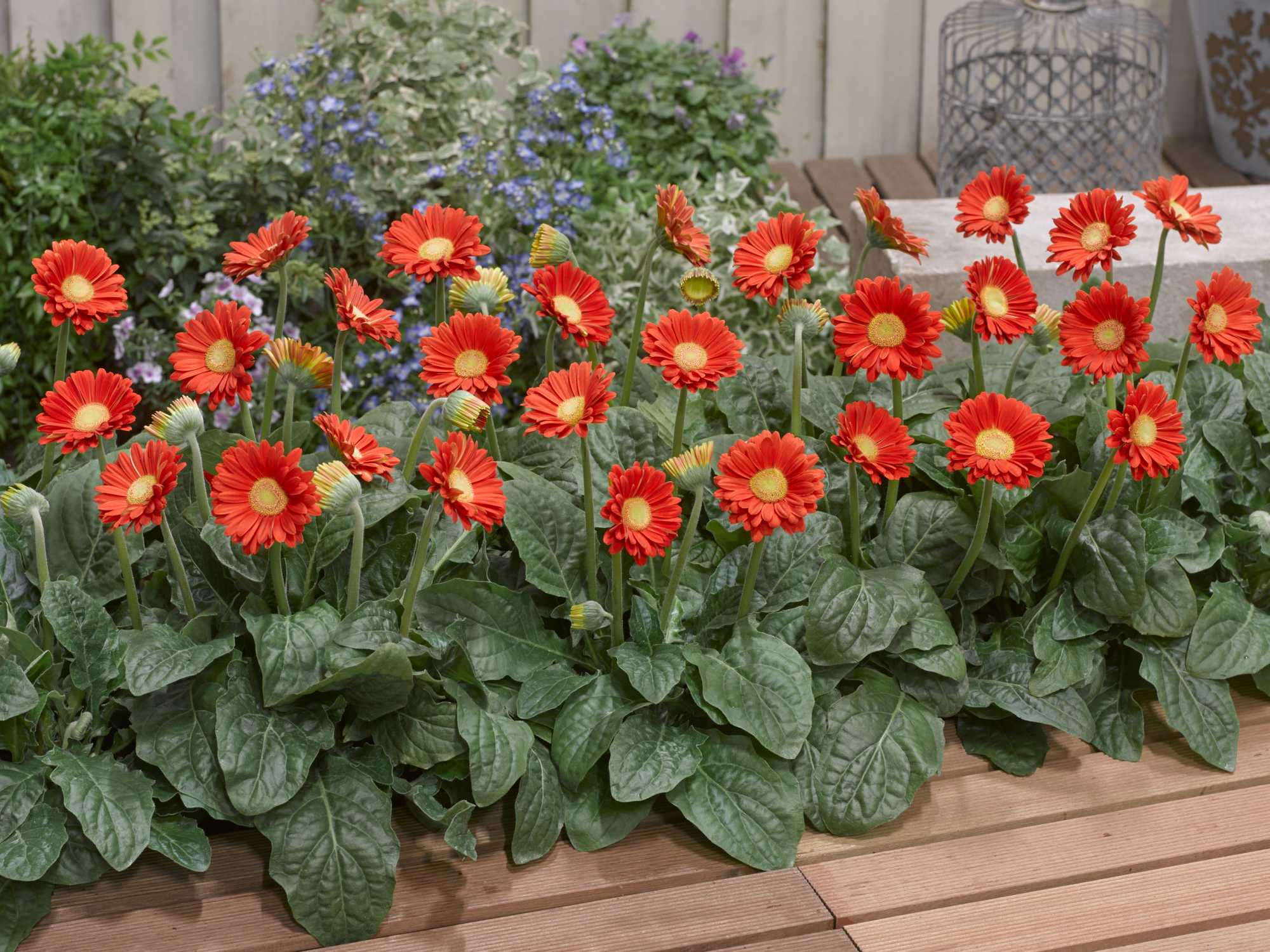Flower Power Move: Florist Holland and HilverdaKooij Merge - Greenhouse ...