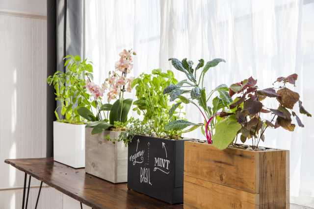 Modern Sprout Planters Create Successful Windowsill Gardens ...