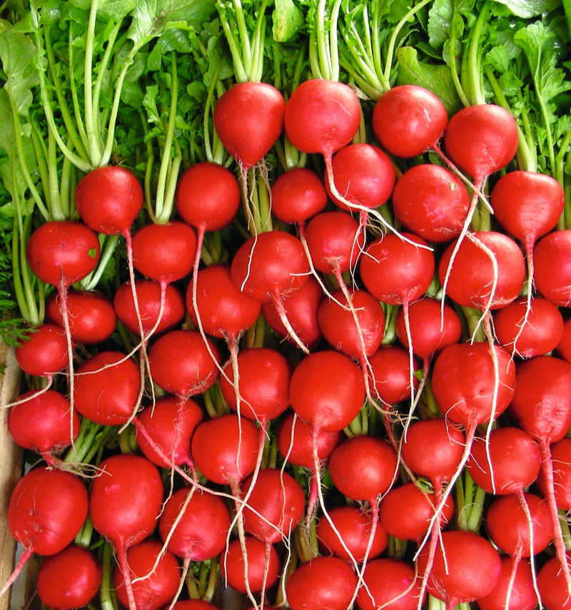 4 New All-America Selections Vegetable Winners - Greenhouse Grower
