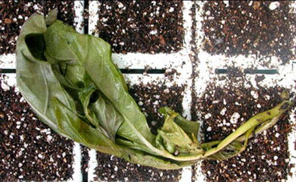 How You Can ID Potential Cold Injury on Plant Cuttings - Greenhouse Grower