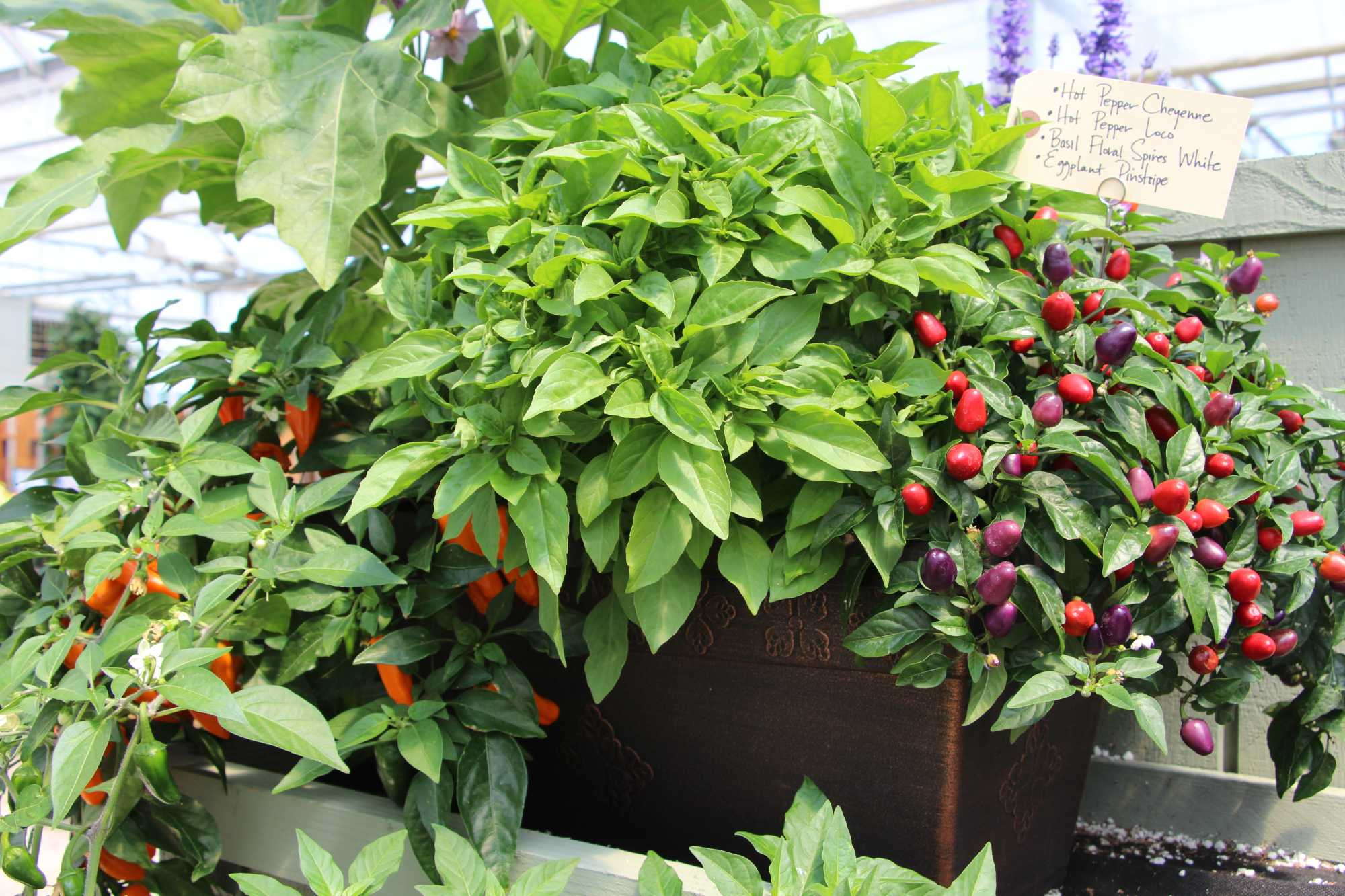 Vegetalis Is Working To Make Growing Vegetables Easy For Consumers ...