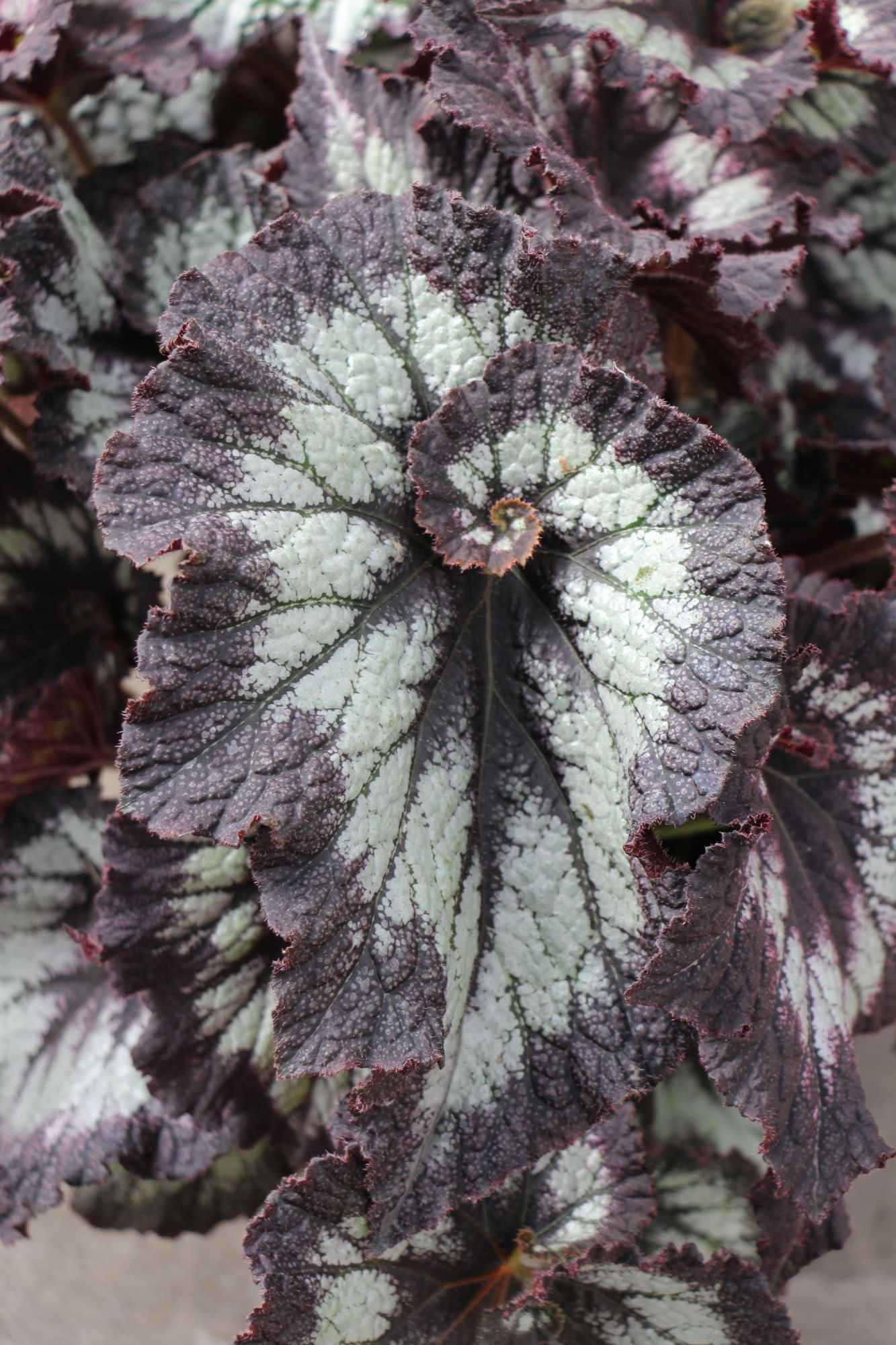 Foliage Begonias May Be A Big 2015 Trend [Spring Trials] - Greenhouse ...