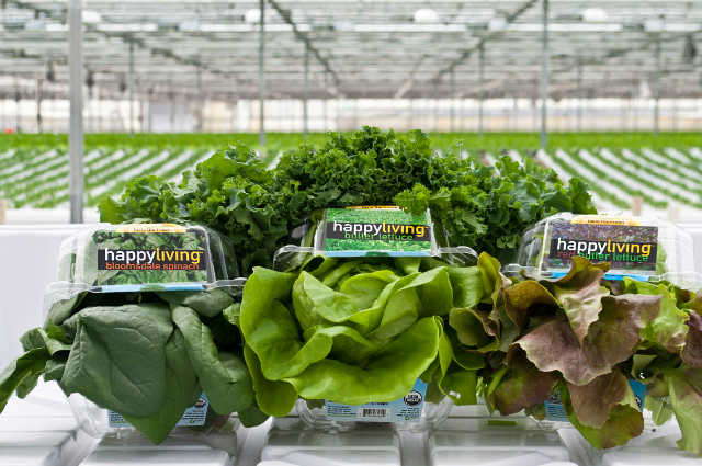 Meeting The Demand For Edibles: Go Green Agriculture Inc. - Greenhouse ...