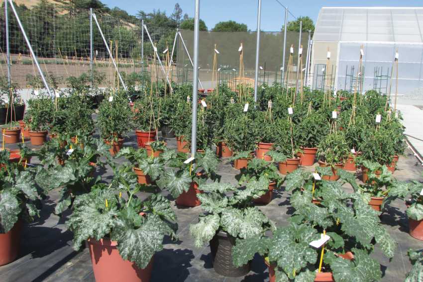 Vegetable Trials Test Variety Adaptability In Containers - Greenhouse ...