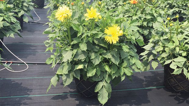 How Bob's Market And Greenhouses Improved Growing And Sales With ...