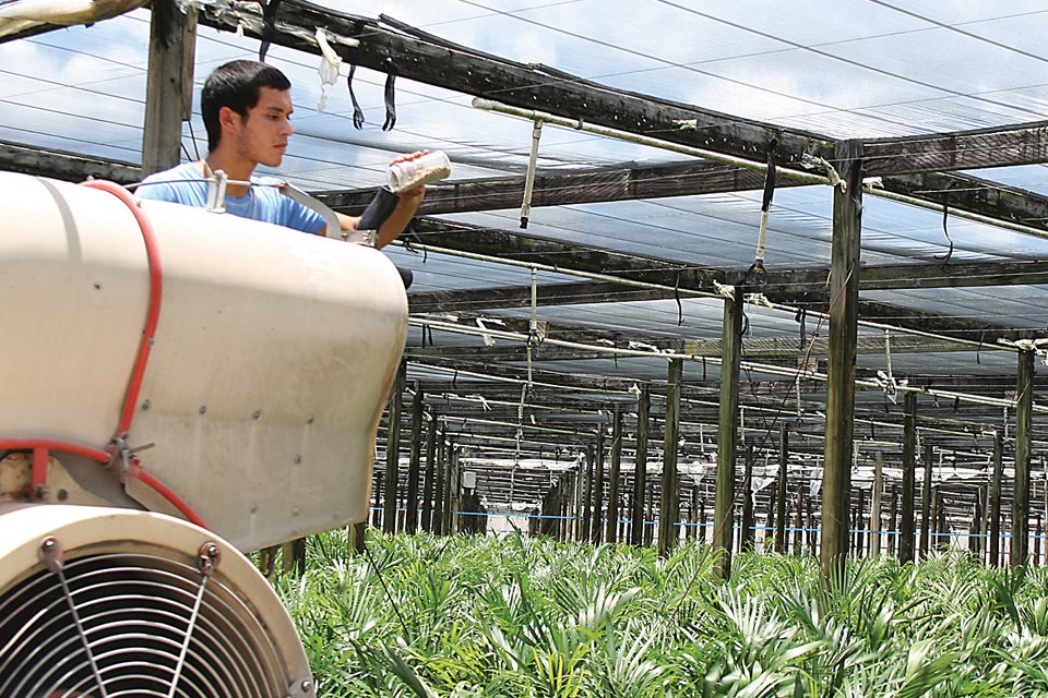Costa Farms Expands With Purchase of Indoor Houseplant Grower Delray ...