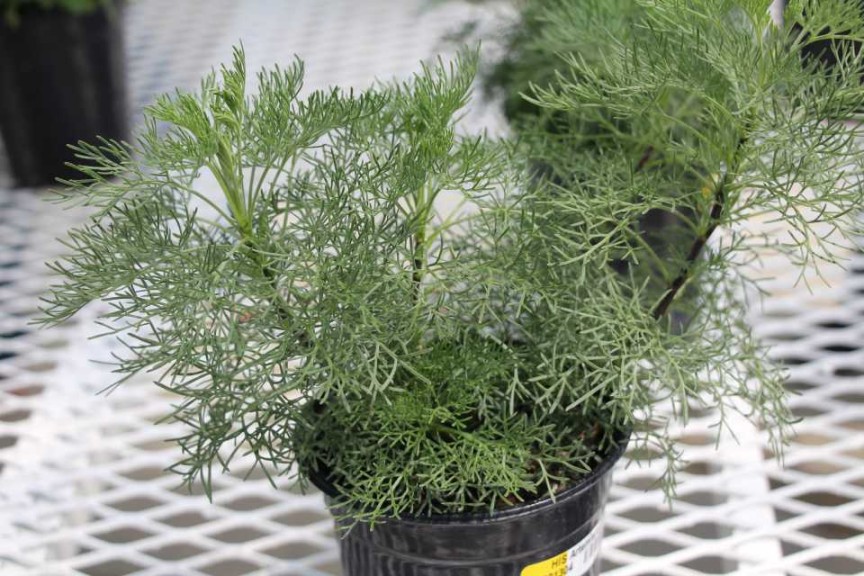 New 2015 California Spring Trial Edibles For The Patio And Garden ...