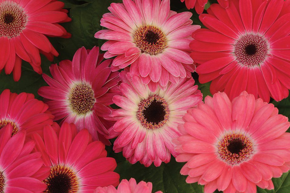 Join SAF And Other Growers To #PetalItForward And Spread Happiness With ...