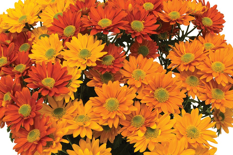 Syngenta Has A New Buyer, Will Not Divest Flower Seeds Business ...