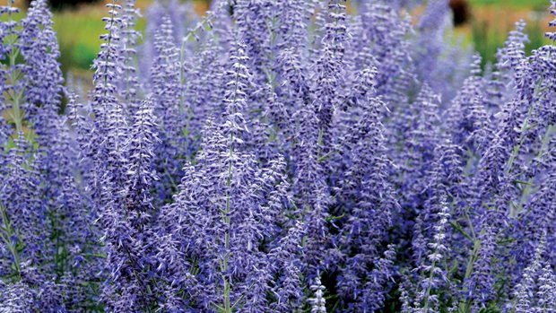 The Recipe For Growing Beautiful Perovskia - Greenhouse Grower