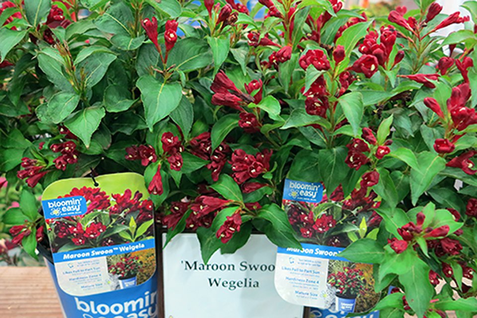 Van Belle Nursery Among Finalists for International Grower of the Year ...