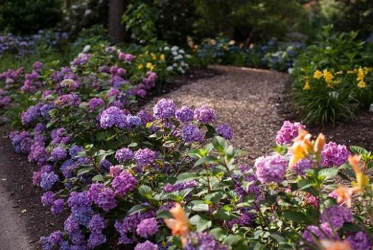 New Hydrangea Test Garden Announced For Heritage Museums And Gardens In ...