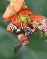 Nine Native Bees You Should Know About - Greenhouse Grower