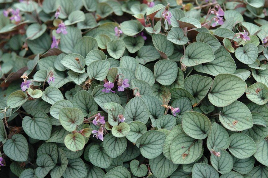 Spice Up The Garden With 12 New Succulent And Miniature Plant Varieties ...