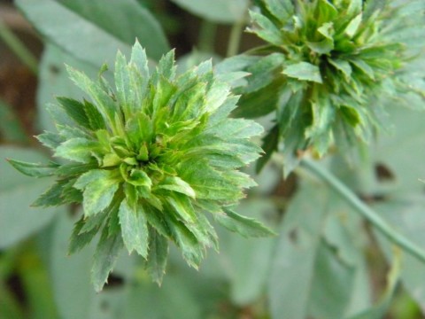 University Of Florida Researchers Join Multi-State Battle Against Rose ...