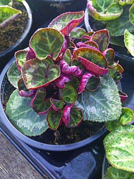 How Calcium Plays A Critical Role In Plant Health - Greenhouse Grower