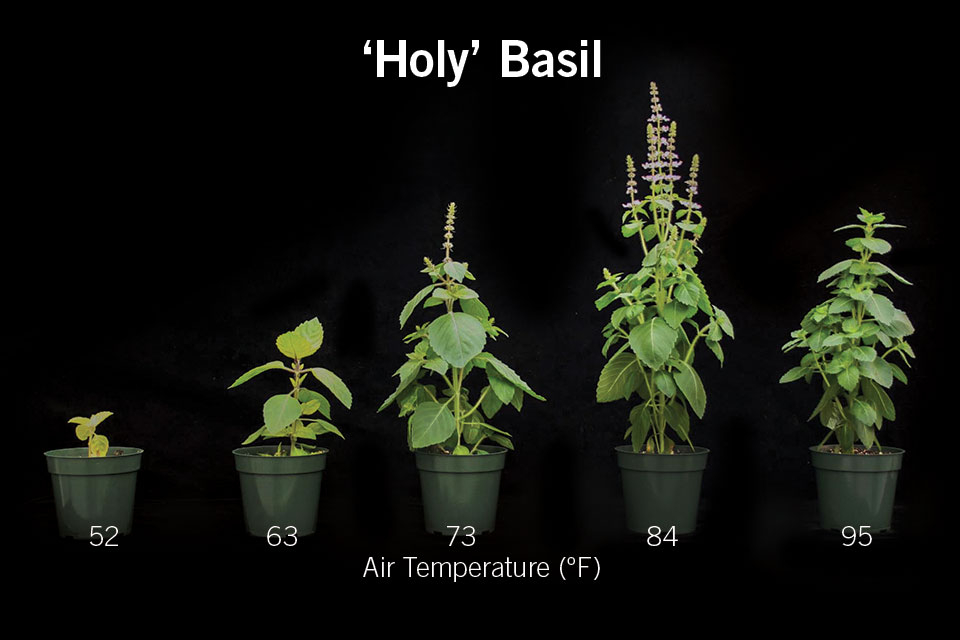 Managing Air Temperatures For Basil Growth And Development - Greenhouse ...