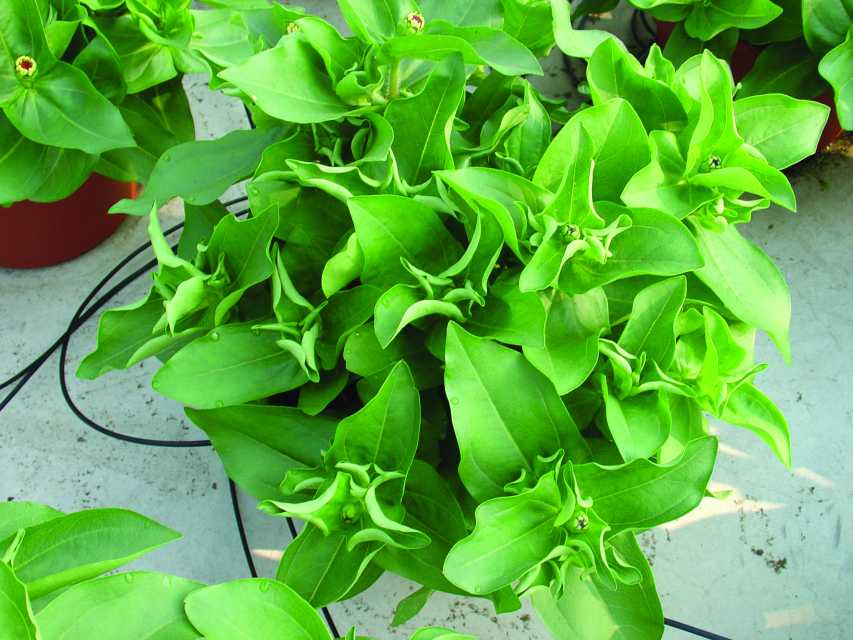 How Calcium Plays A Critical Role In Plant Health - Greenhouse Grower