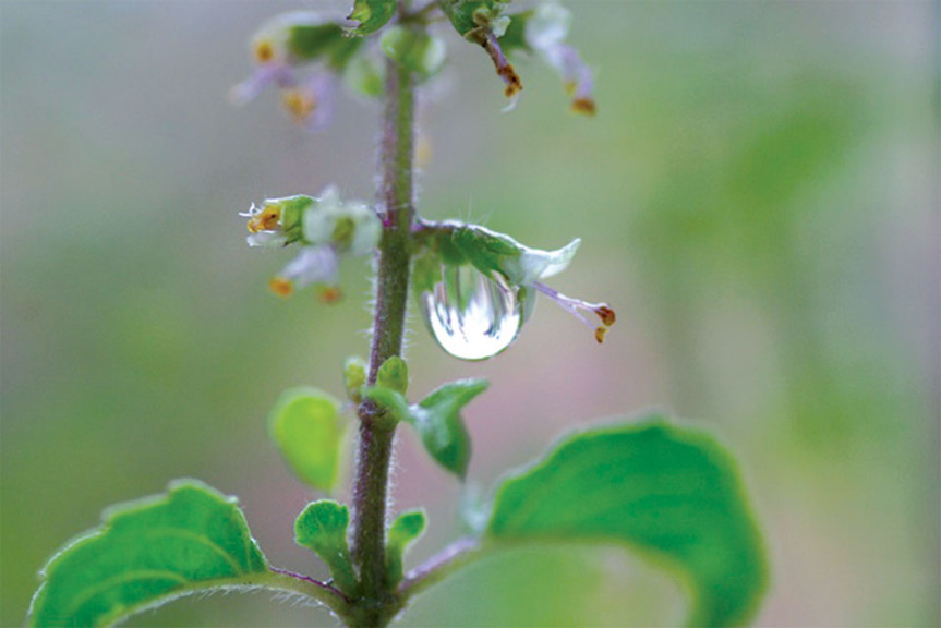 Managing Air Temperatures For Basil Growth And Development - Greenhouse ...