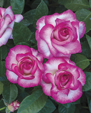 Weeks Roses Introduces New Lineup Of Roses For 2016 - Greenhouse Grower