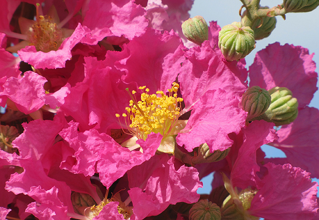 Crepe Myrtle Tree Types Florida Red Crepe Myrtle Wholesale Tennessee
