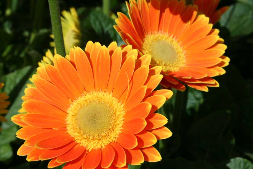 Sunny Skies And Beautiful Varieties At GroLink Provide Inspiration At ...