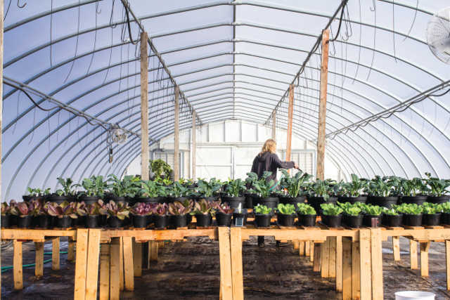 Nutrient Supply Makes A Difference In Soil Media Testing - Greenhouse ...